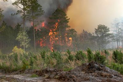 Southeastern Forest Fire Protection Compact - Ballotpedia