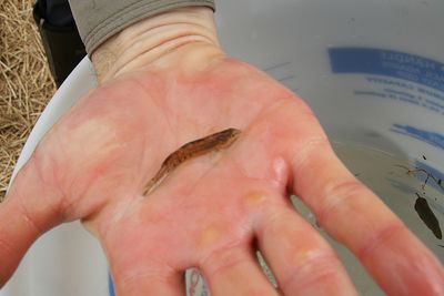 Endangered species in Georgia - Ballotpedia